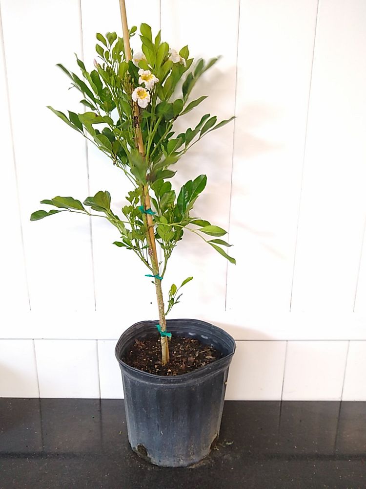 Dwarf Tree Jasmine | PlantVine