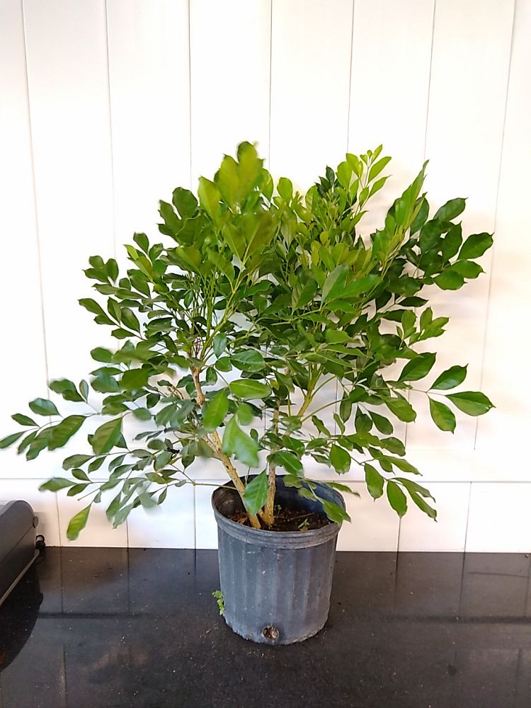 Dwarf Tree Jasmine | PlantVine