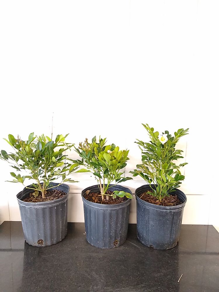 Dwarf Tree Jasmine | PlantVine