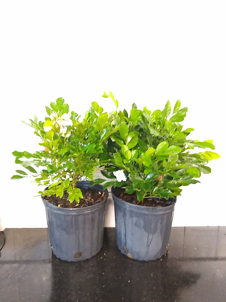 Dwarf Tree Jasmine | PlantVine