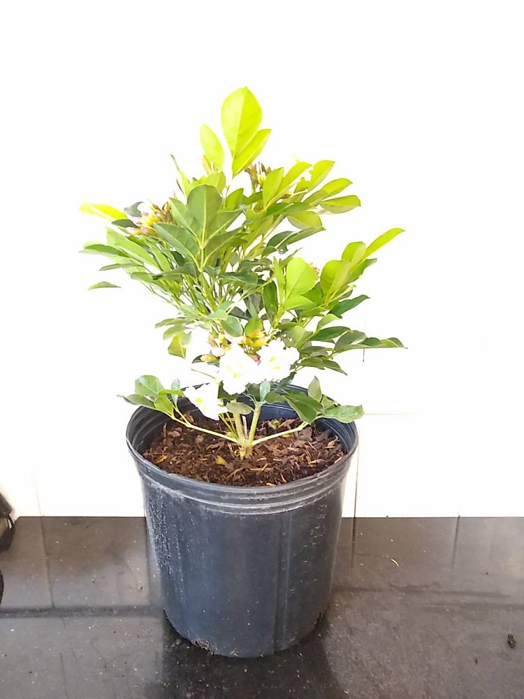 Dwarf Tree Jasmine | PlantVine