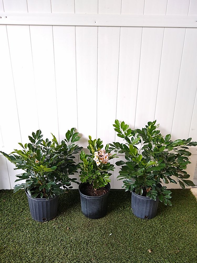 Dwarf Tree Jasmine | PlantVine