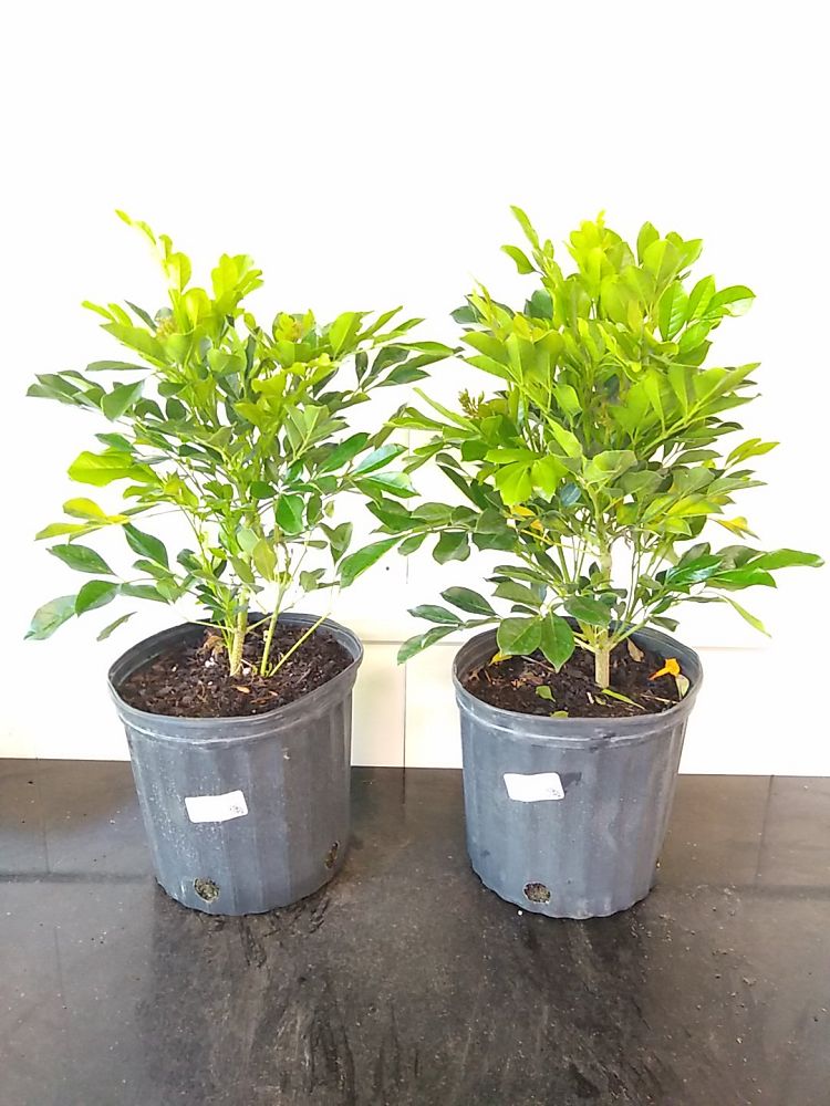 Dwarf Tree Jasmine | PlantVine