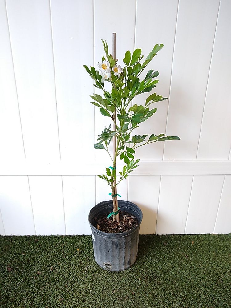 Dwarf China Doll Tree | PlantVine