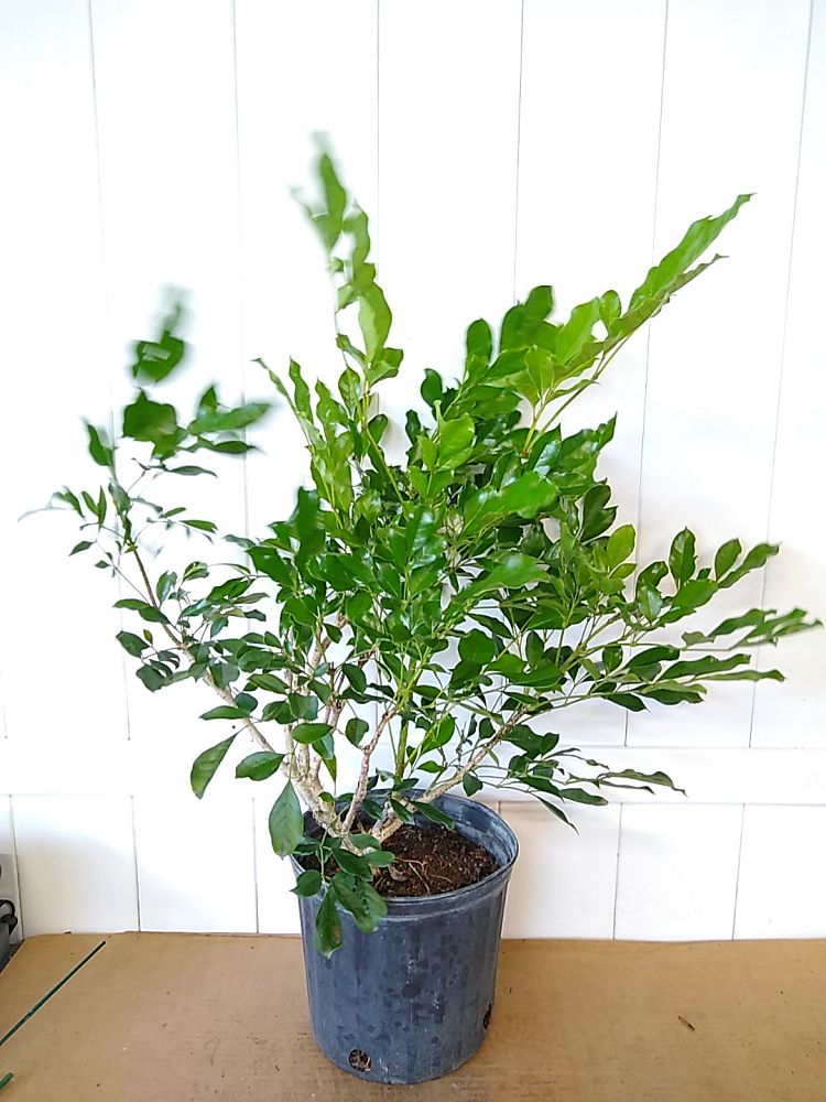 Radermachera ‘Kunming’, Dwarf Tree Jasmine, Peep Thong | PlantVine