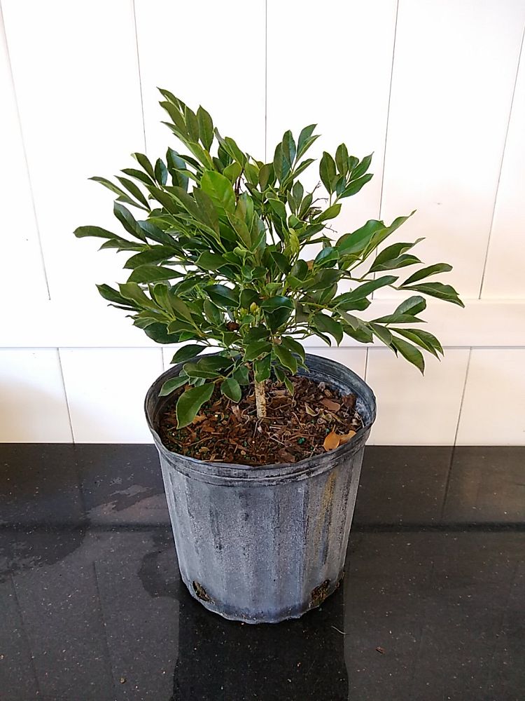 Radermachera ‘Kunming’, Dwarf Tree Jasmine, Peep Thong | PlantVine