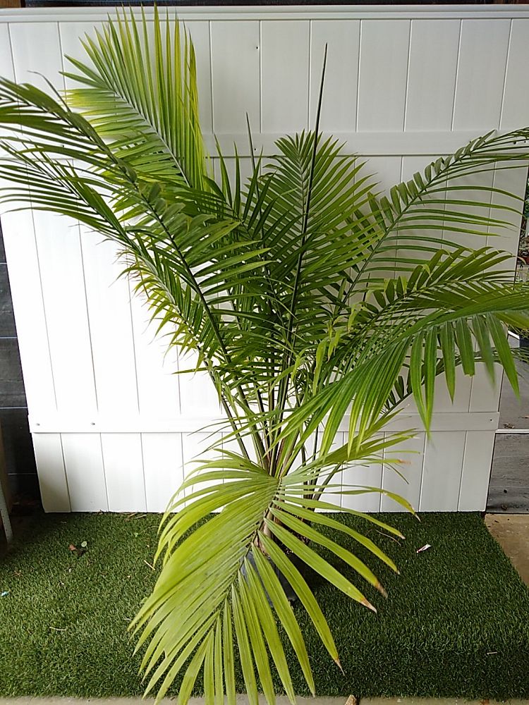 Ravenea rivularis, Majesty Palm | PlantVine