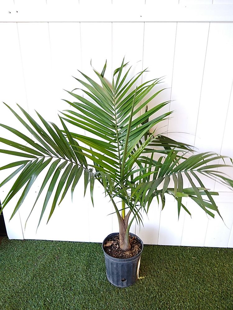 Ravenea rivularis, Majesty Palm | PlantVine