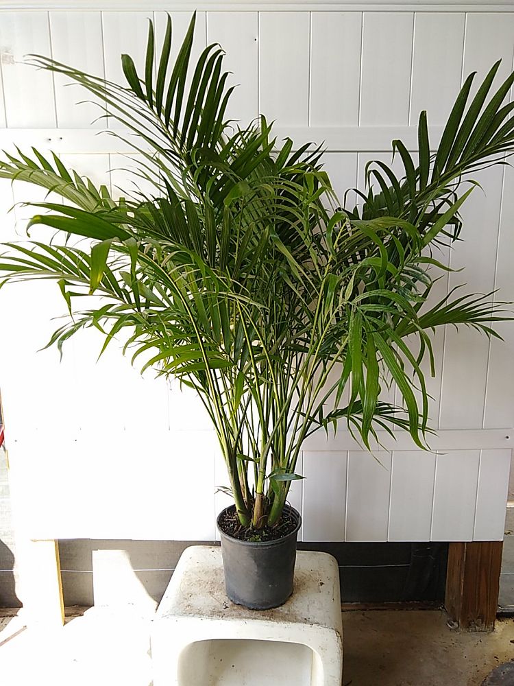 Ravenea rivularis, Majesty Palm | PlantVine