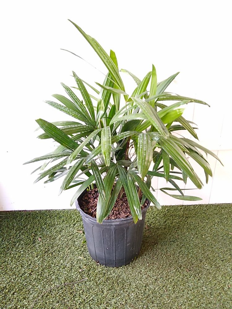 Lady Palm | PlantVine