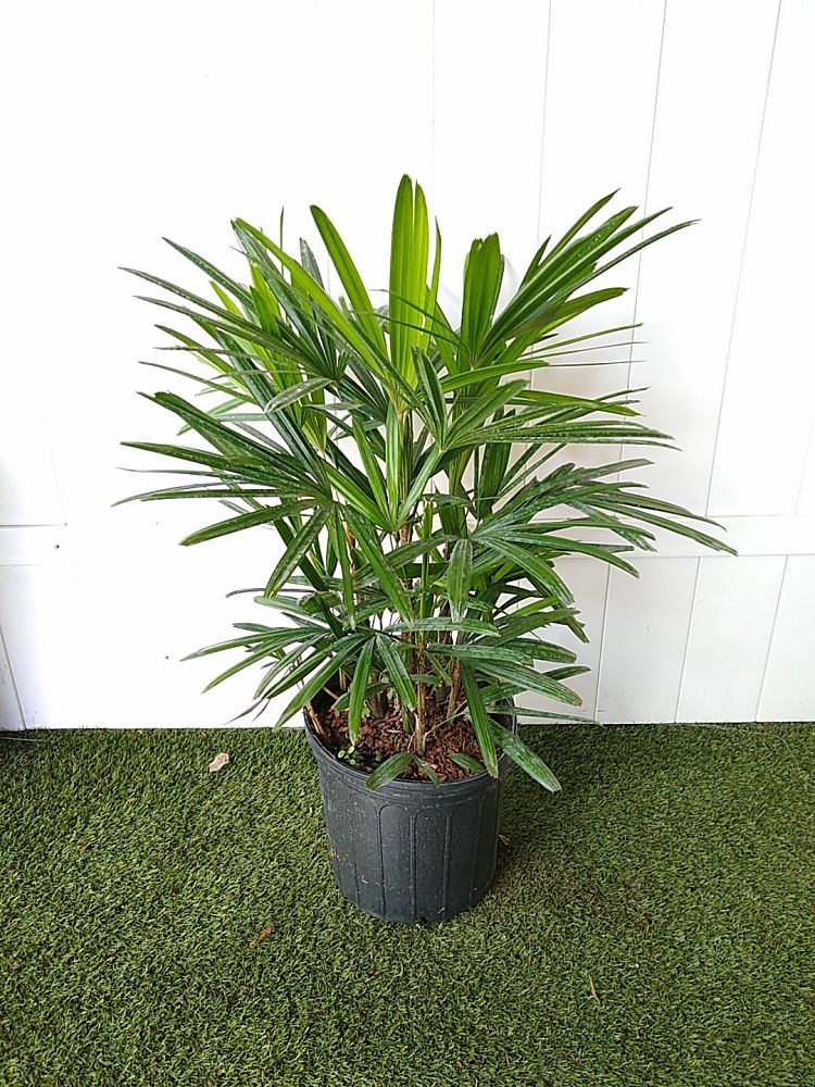 Lady Palm | PlantVine
