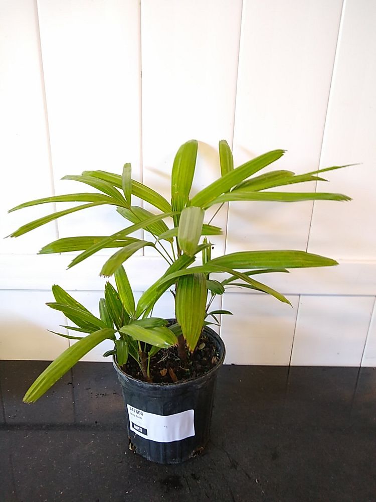 Lady Palm | PlantVine