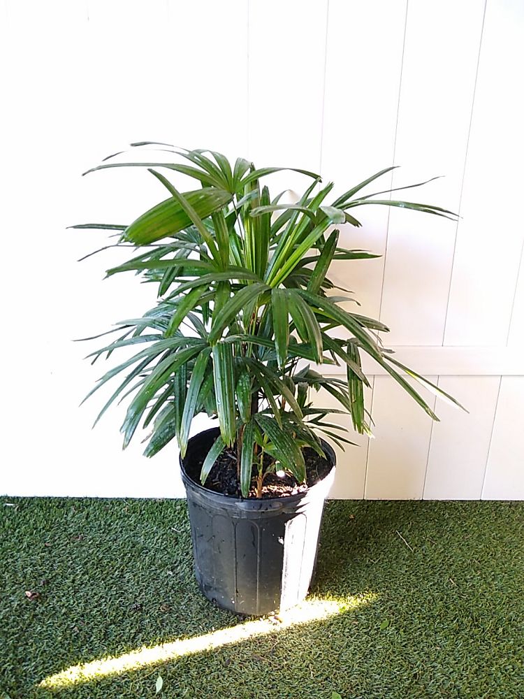 Lady Palm | PlantVine