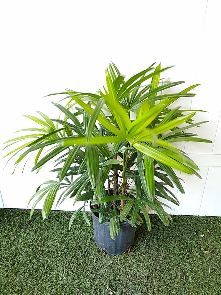 Lady Palm | PlantVine