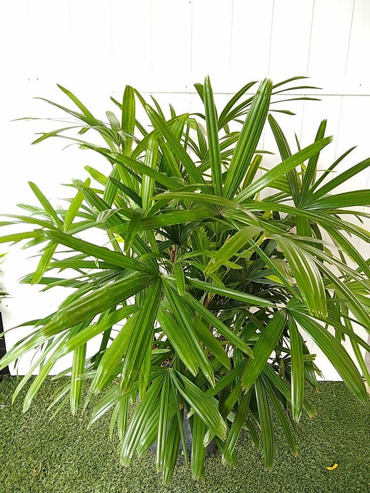 Lady Palm | PlantVine