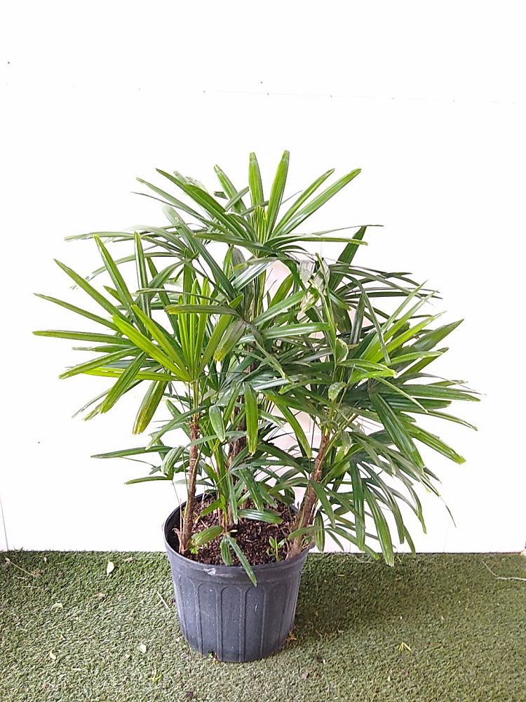 Lady Palm | PlantVine