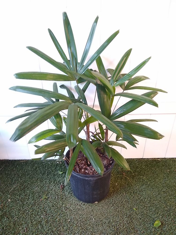 Lady Palm | PlantVine
