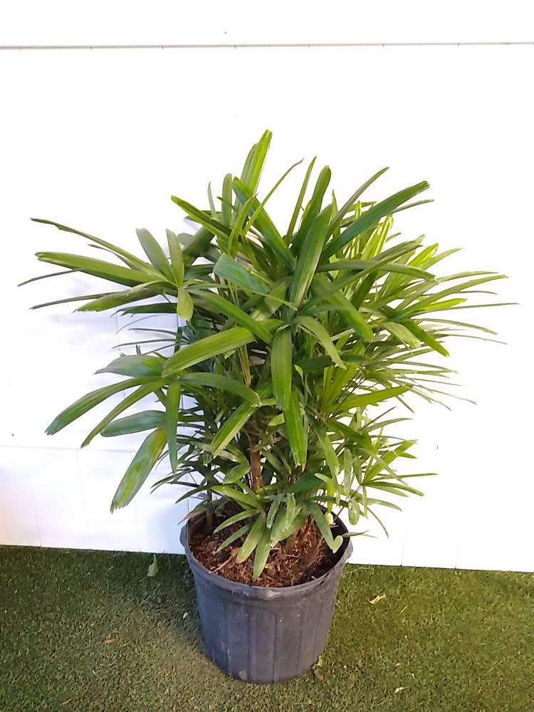 Lady Palm | PlantVine