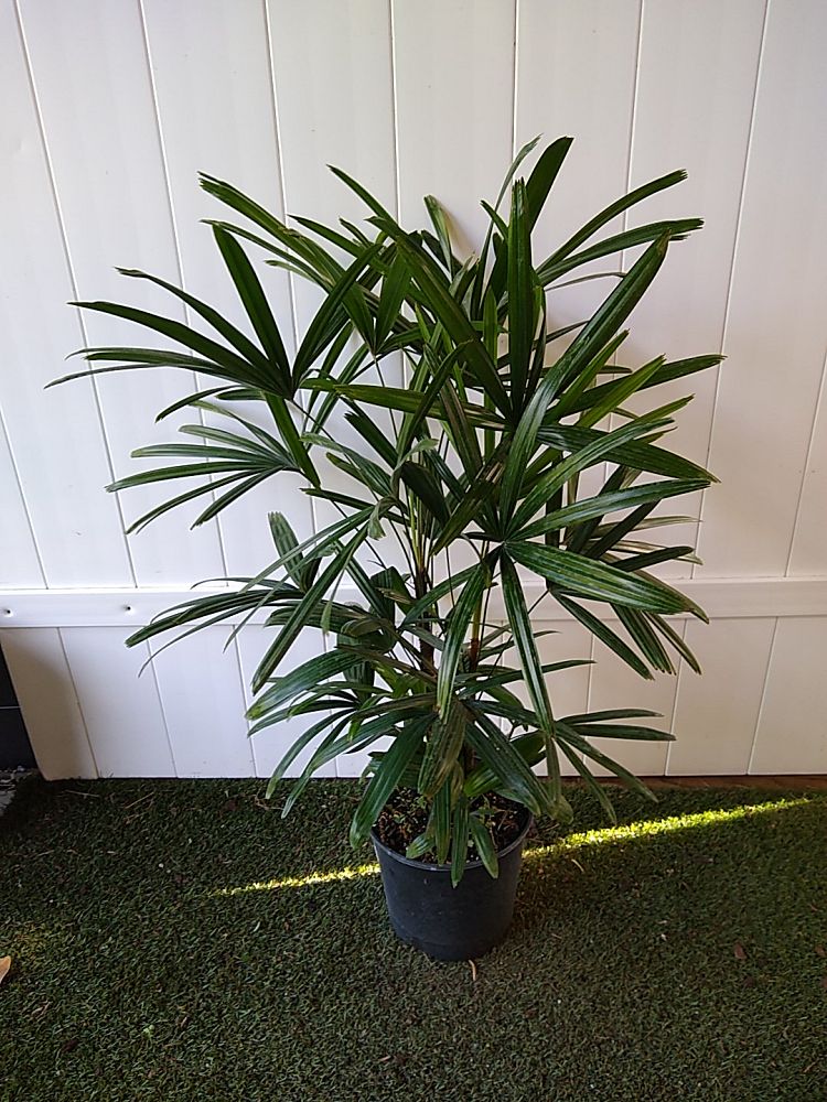 Lady Palm | PlantVine