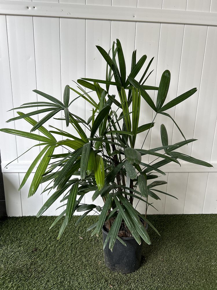 Lady Palm | PlantVine