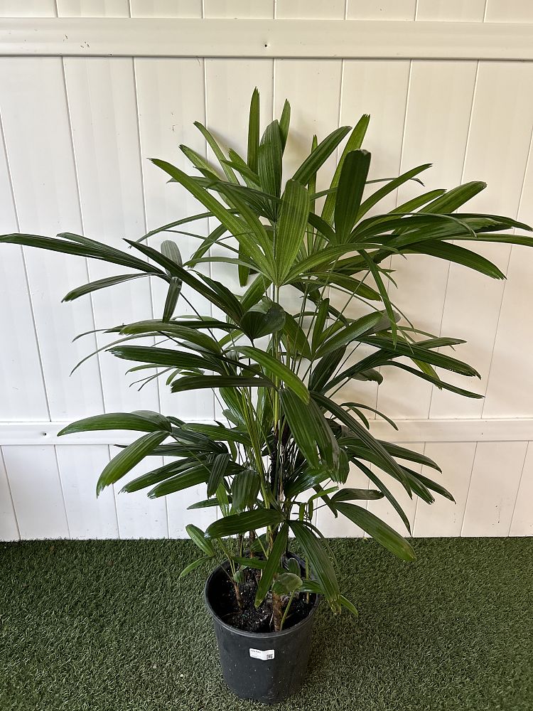 Lady Palm | PlantVine