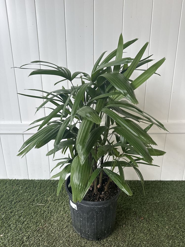 Lady Palm | PlantVine