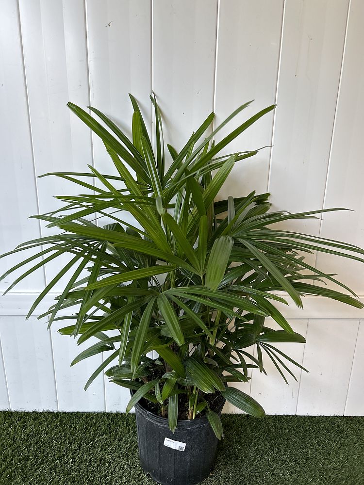 Lady Palm | PlantVine