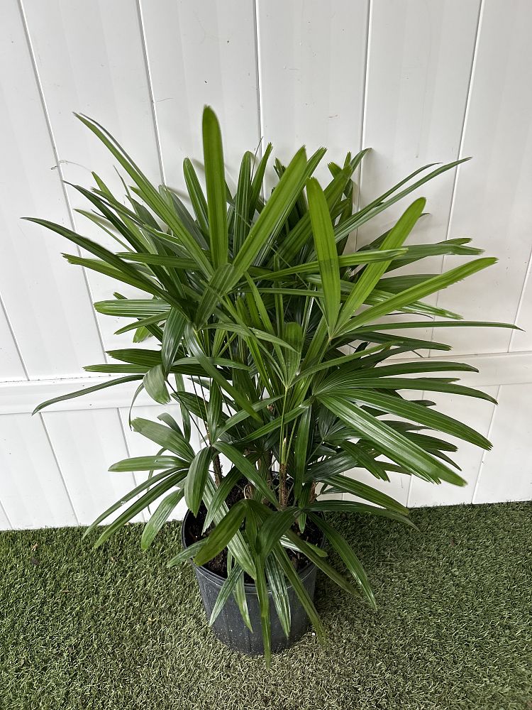 Lady Palm | PlantVine