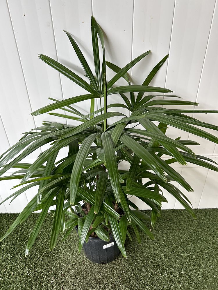 Lady Palm | PlantVine