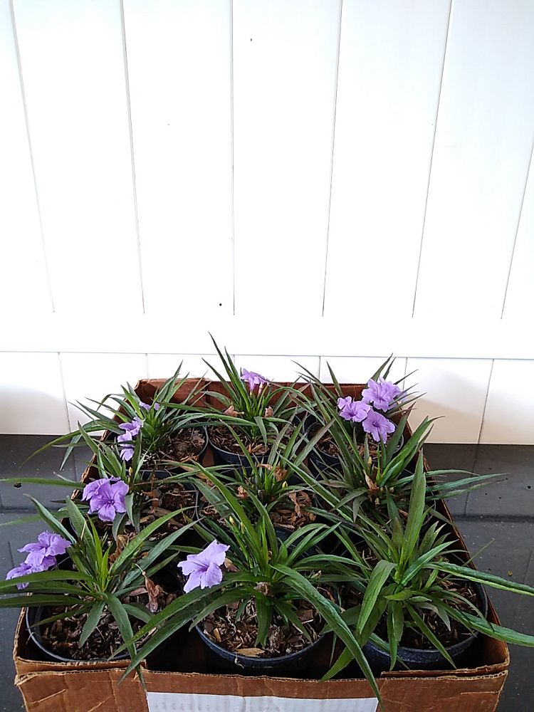 Dwarf Mexican Petunia | PlantVine