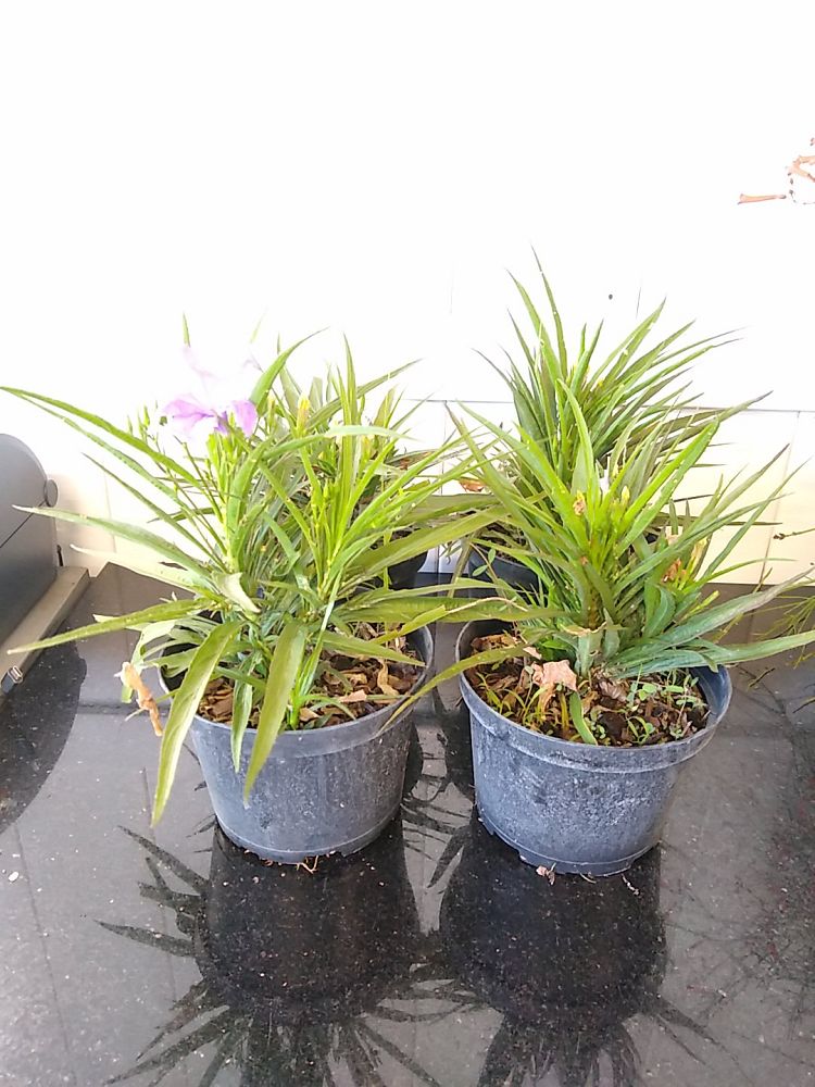 Dwarf Mexican Petunia | PlantVine