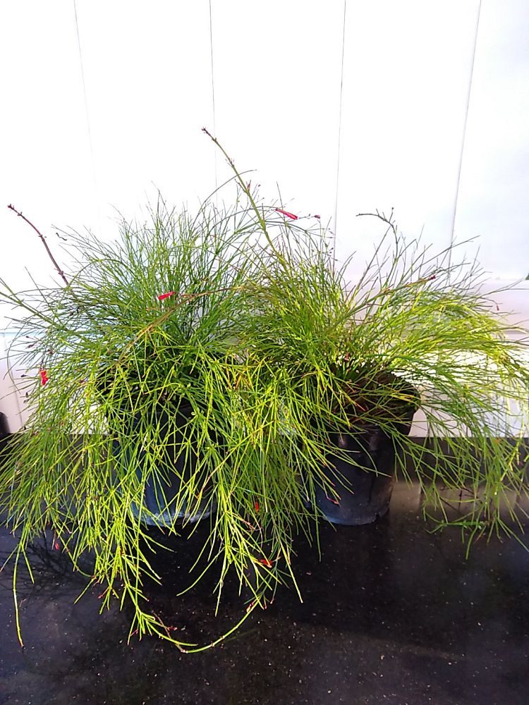 Purchase Russelia Equisetiformis, Firecracker Bush Online