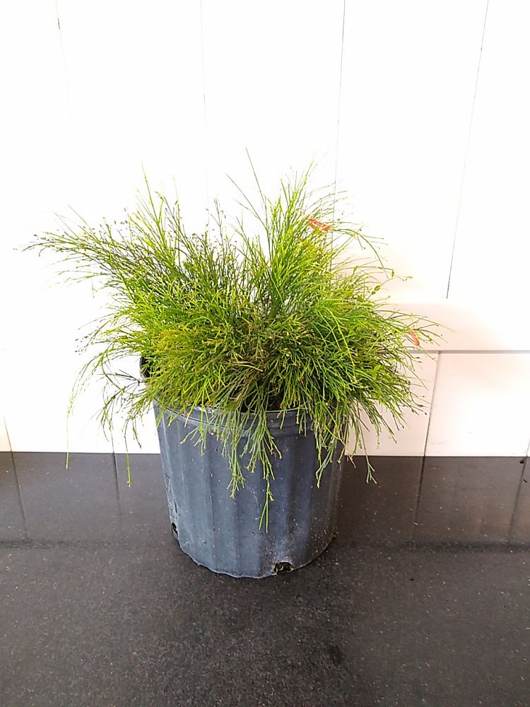 Purchase Russelia Equisetiformis, Firecracker Bush Online