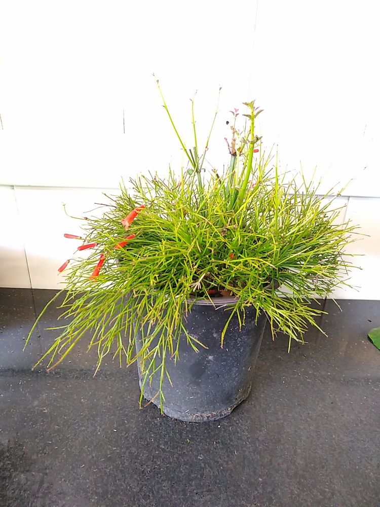 Purchase Russelia Equisetiformis, Firecracker Bush Online