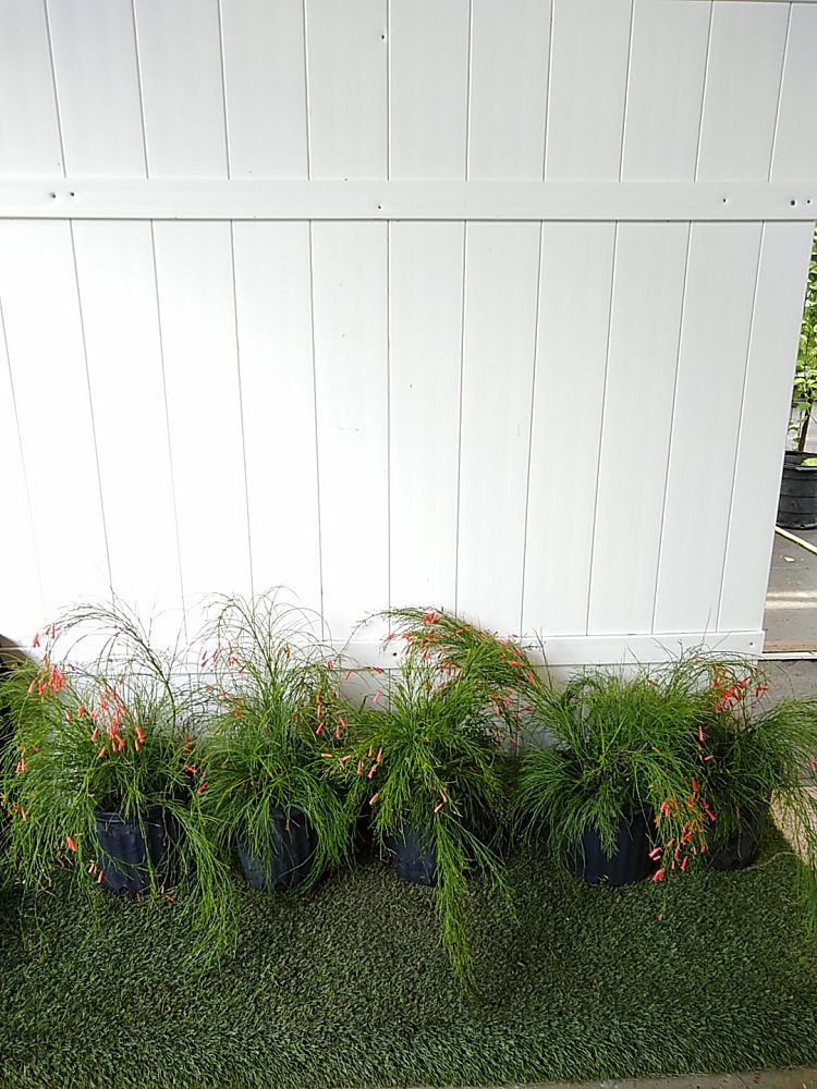 Purchase Russelia Equisetiformis, Firecracker Bush Online