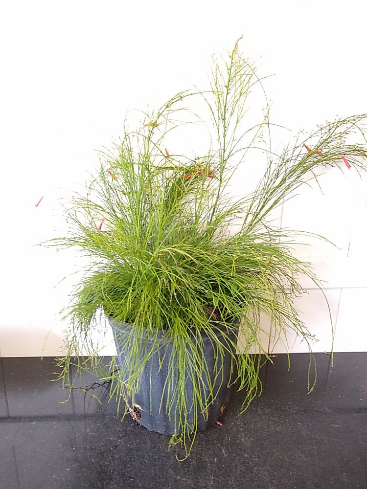 Purchase Russelia Equisetiformis, Firecracker Bush Online