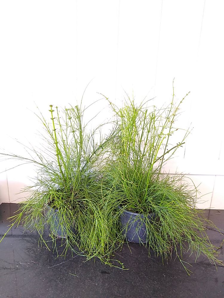 Purchase Russelia Equisetiformis, Firecracker Bush Online