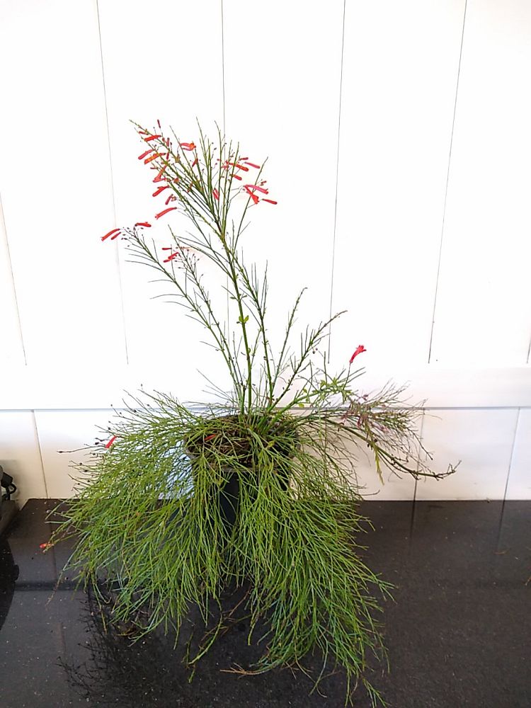 Purchase Russelia Equisetiformis, Firecracker Bush Online