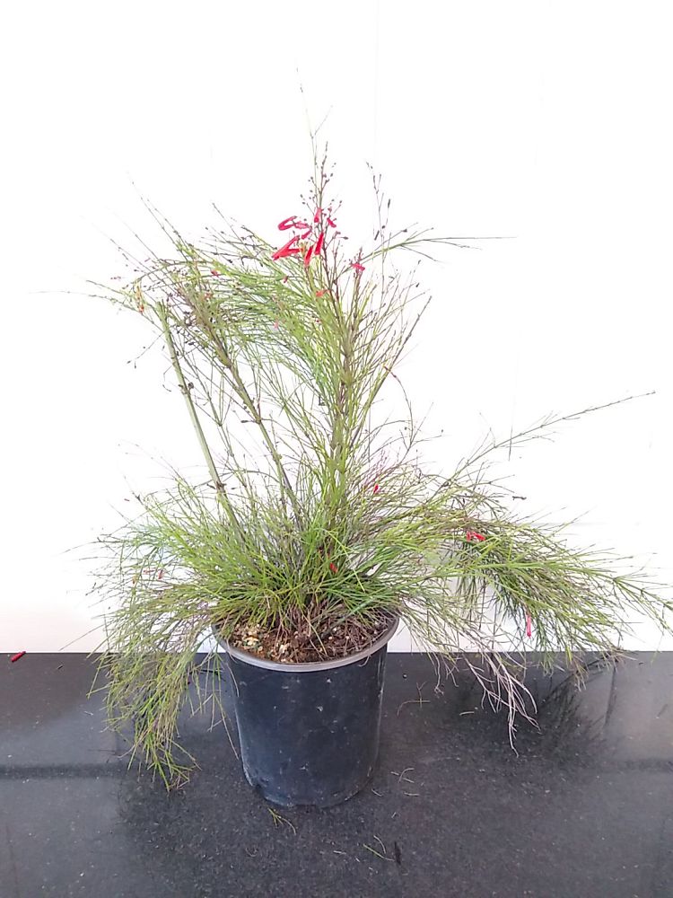 Purchase Russelia Equisetiformis, Firecracker Bush Online