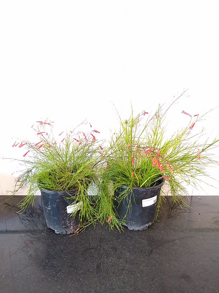Purchase Russelia Equisetiformis, Firecracker Bush Online