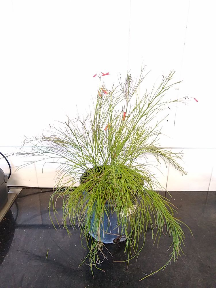 Purchase Russelia Equisetiformis, Firecracker Bush Online