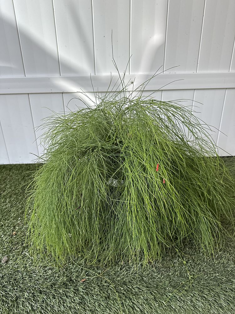 Purchase Russelia Equisetiformis, Firecracker Bush Online