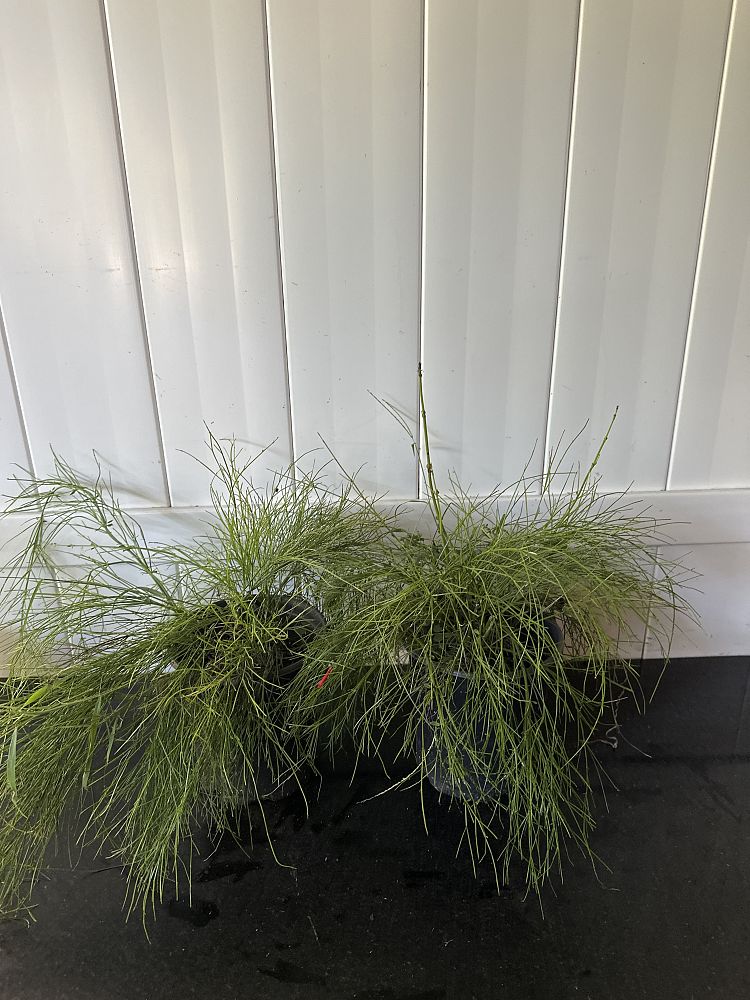 Purchase Russelia Equisetiformis, Firecracker Bush Online