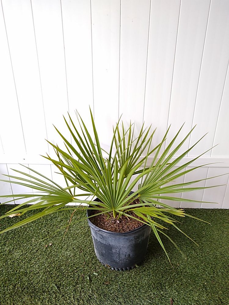 Sabal minor, Dwarf Blue-stem Palmetto | PlantVine