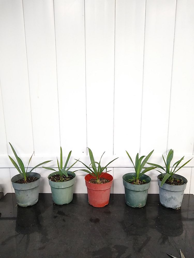 Dwarf Blue-Stem Palmetto | PlantVine