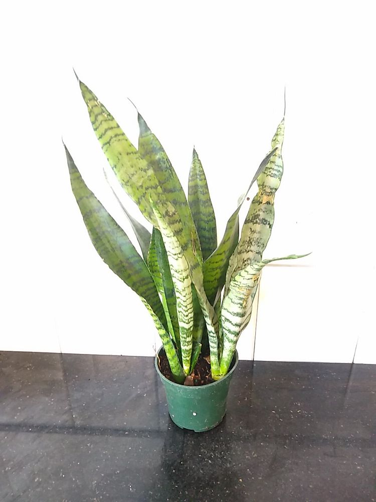 Snake Plant, Sansevieria zeylanica | PlantVine