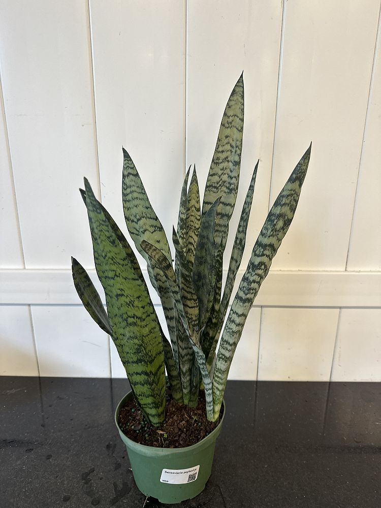 Sansevieria zeylanica | PlantVine