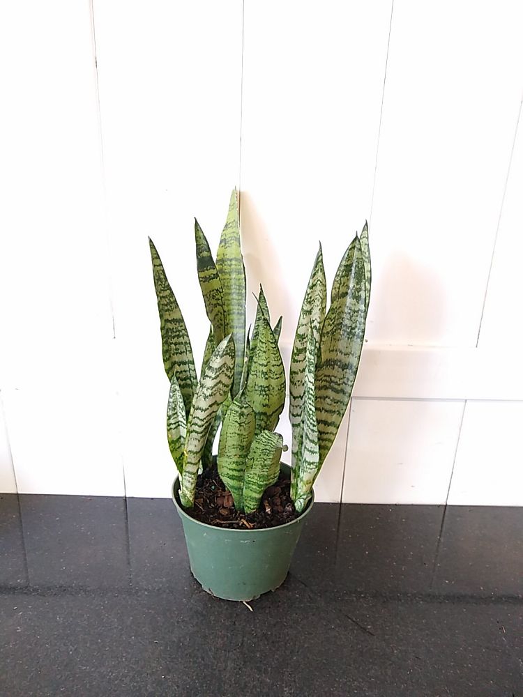Sansevieria zeylanica | PlantVine