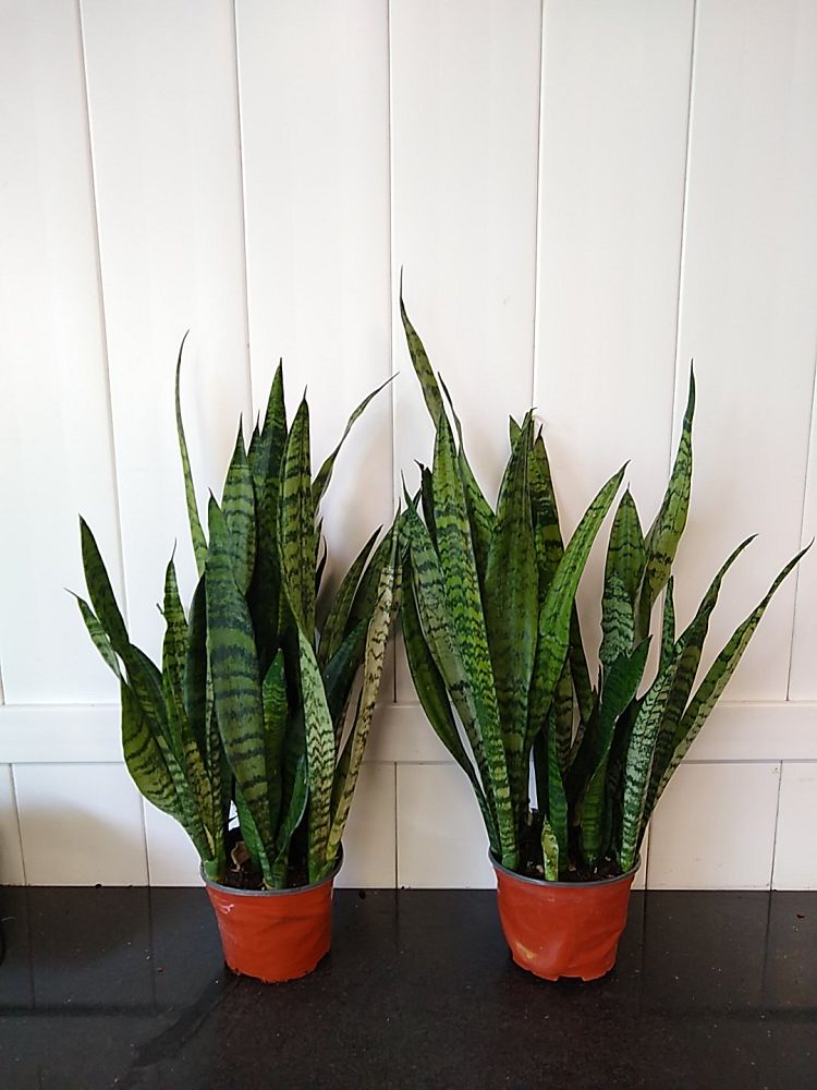 Sansevieria zeylanica | PlantVine