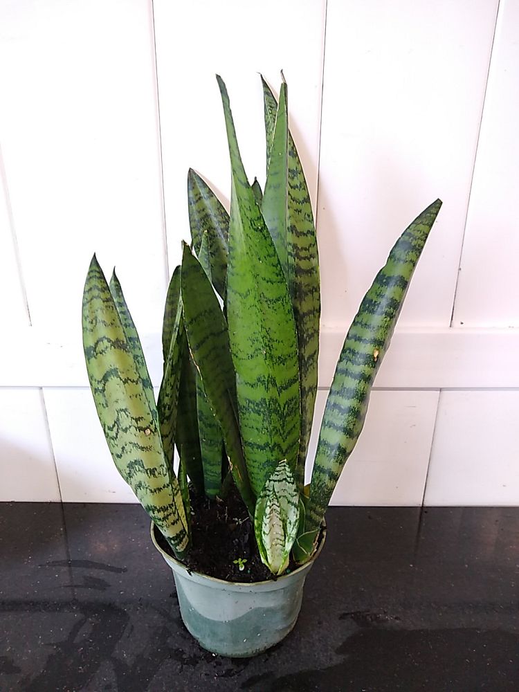 Sansevieria zeylanica | PlantVine